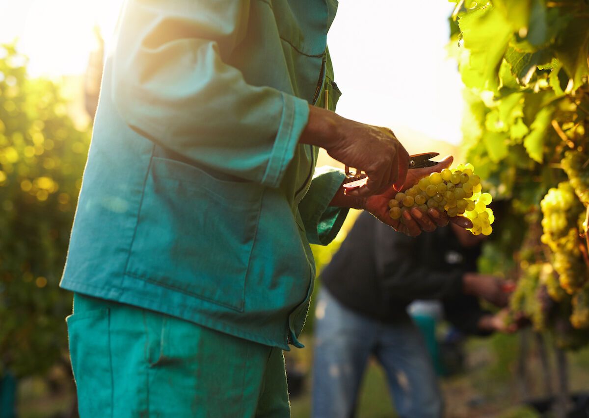 How to Work New Zealand's Wineries