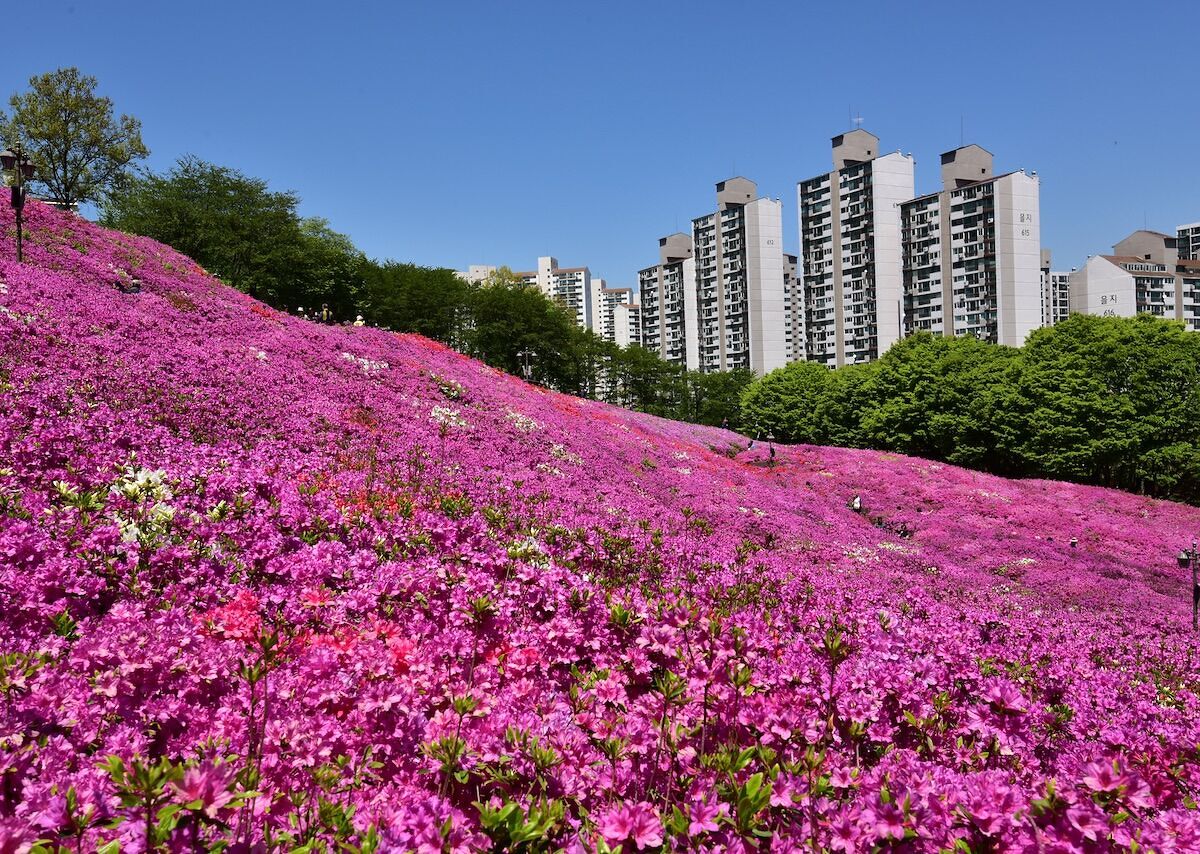 A Day in the Life of an Expat in Gunpo City, South Korea