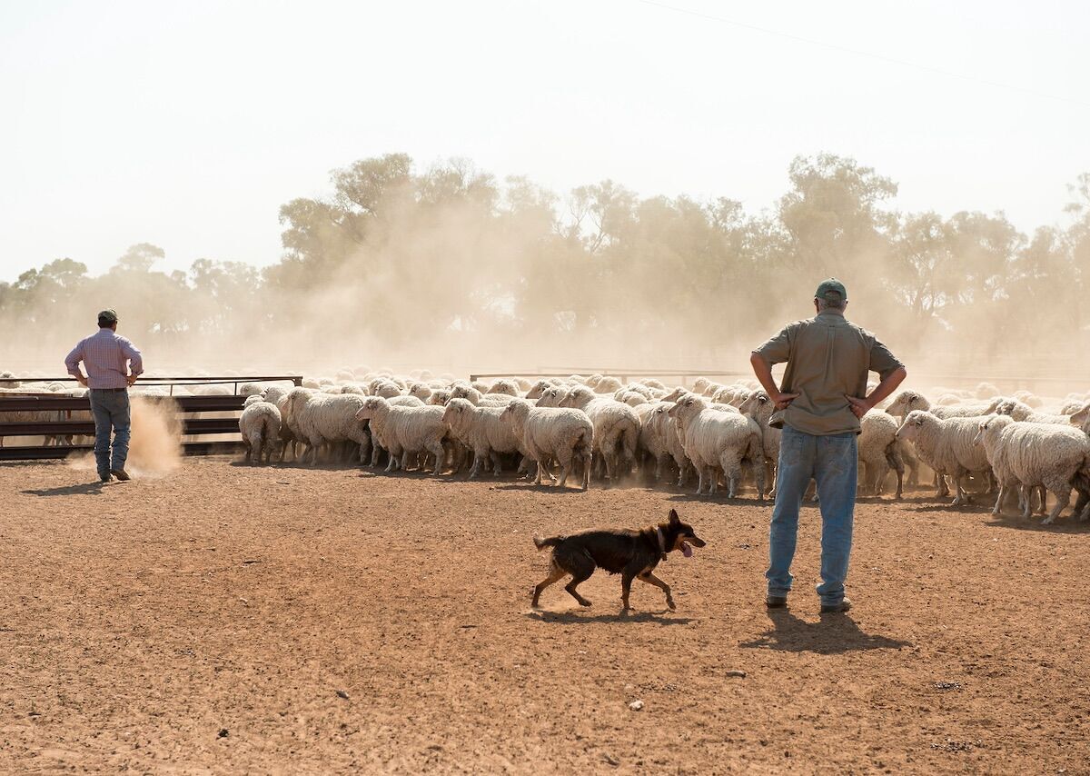Learning Experiences: Shearing Sheep in the Australian Outback