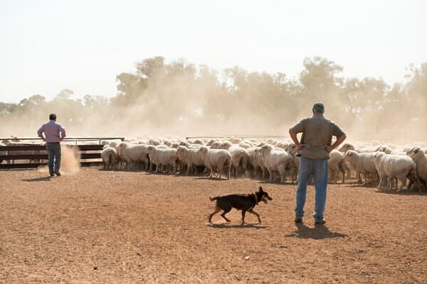Learning Experiences: Shearing Sheep in the Australian Outback