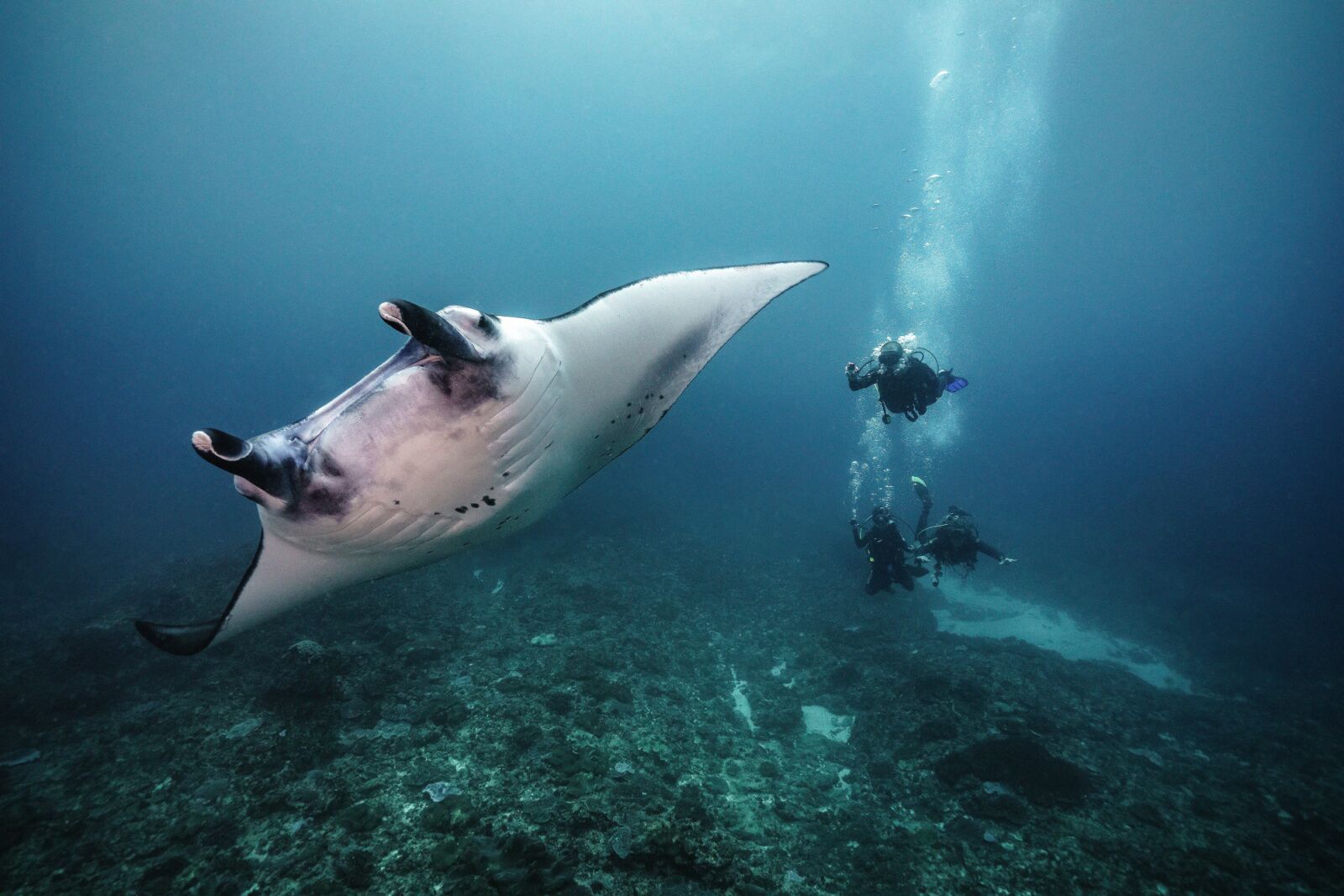 7 Rare Ocean Animals: Where to See Incredible Marine Species