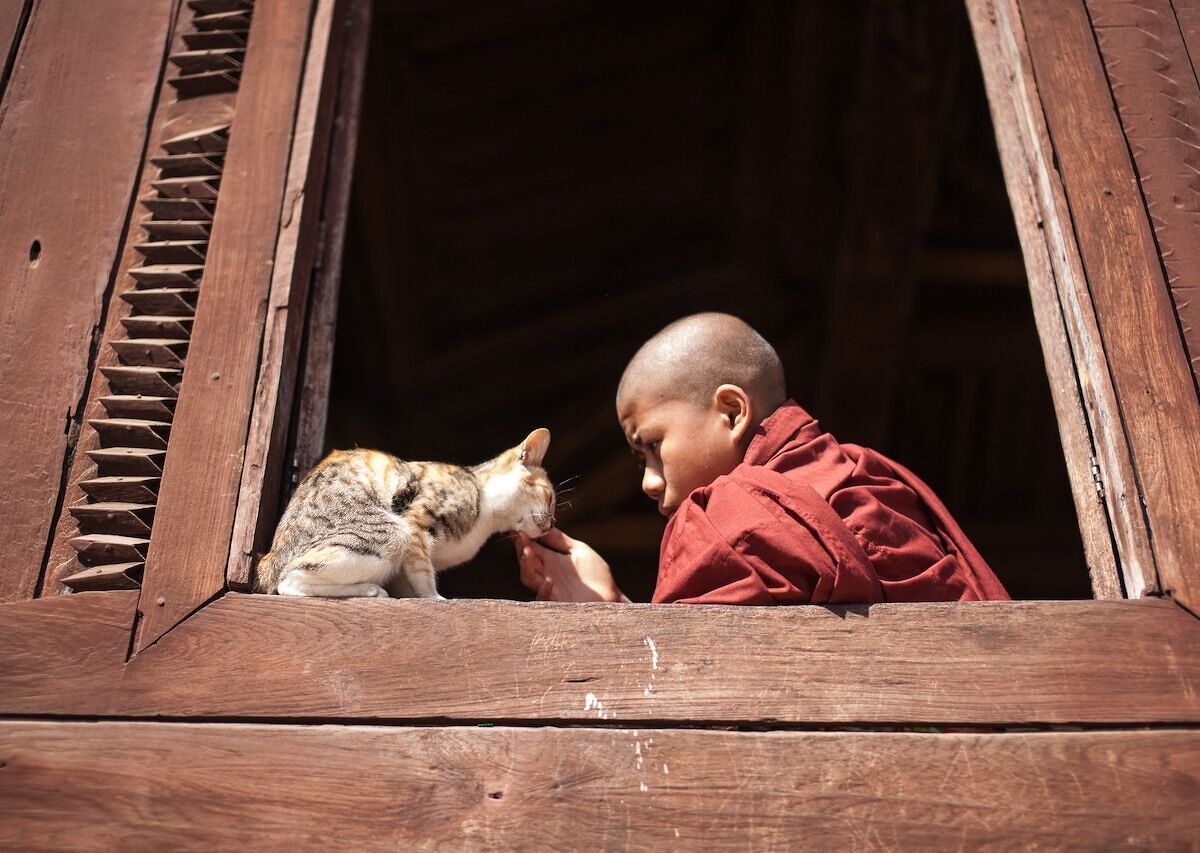 Cats in the Temple