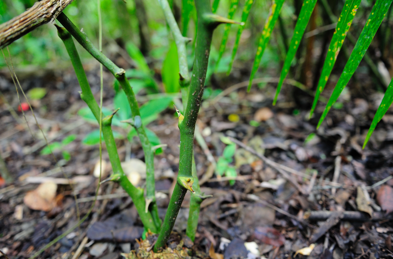 11 miracle cures from Belize - Matador Network
