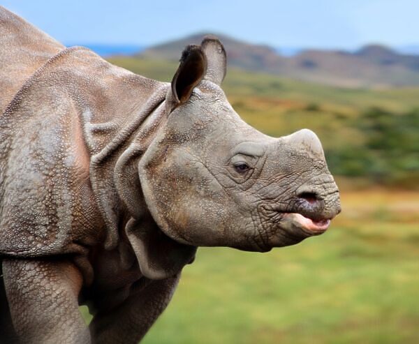The Javan Rhino Just Became Extinct in Vietnam