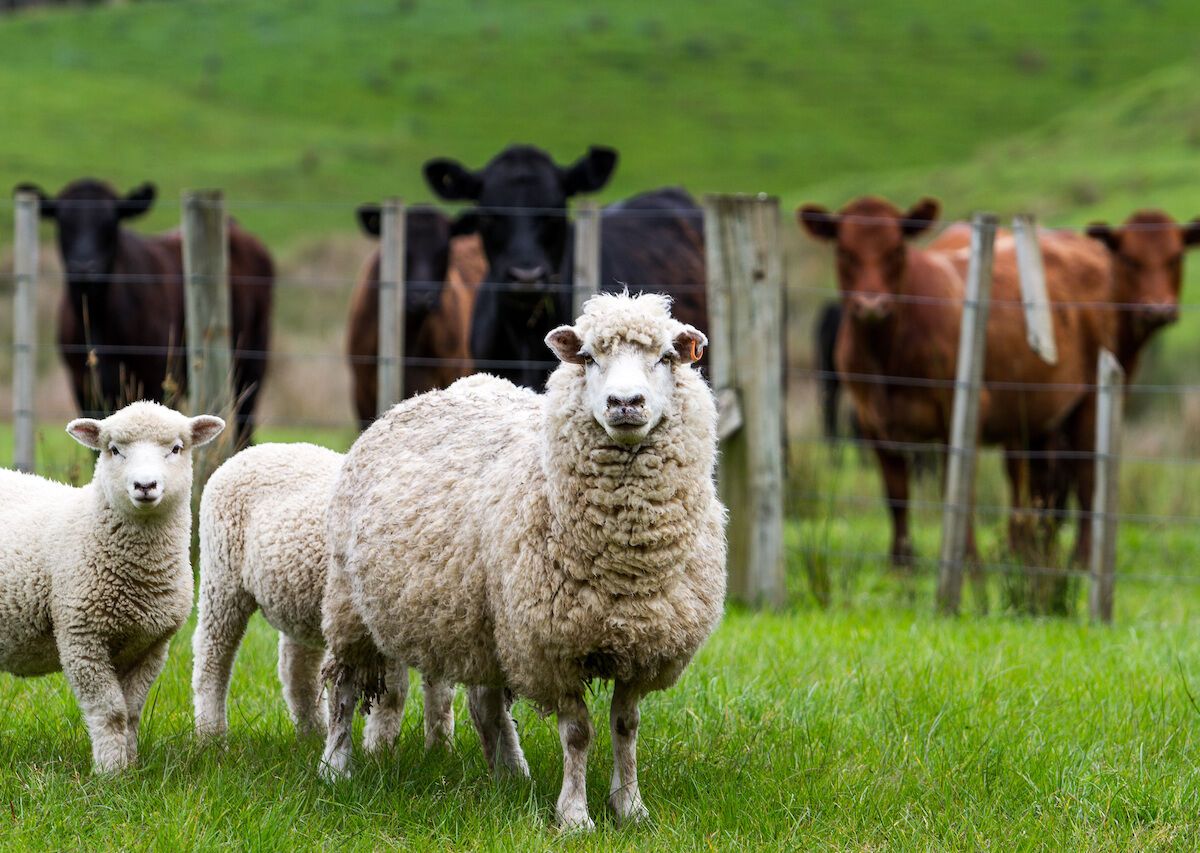 9 Tips for WWOOFing in New Zealand