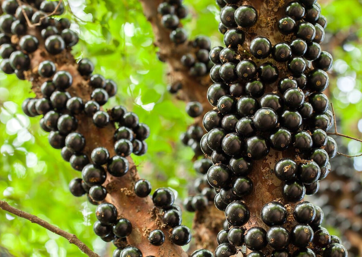 Brazil in Three Fruits