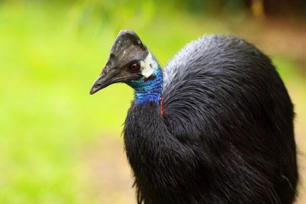Birder's Bucket List: 10 of the World's Most Elusive Bird Species