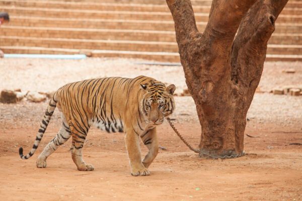 7 Reasons to Think Twice Before Visiting Thailand's "Tiger Temple"