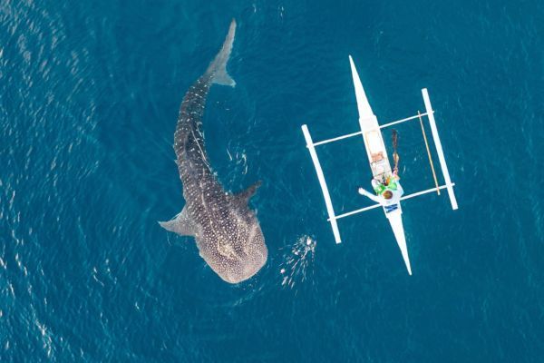 35 Surprising Facts About Sharks - Matador Network