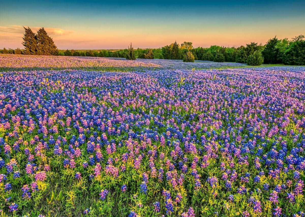 21 Insanely Colorful Photos From Texas Wildflower Season