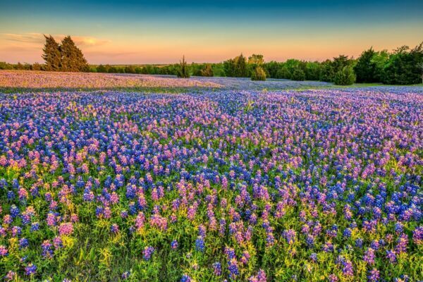 21 Insanely Colorful Photos From Texas Wildflower Season