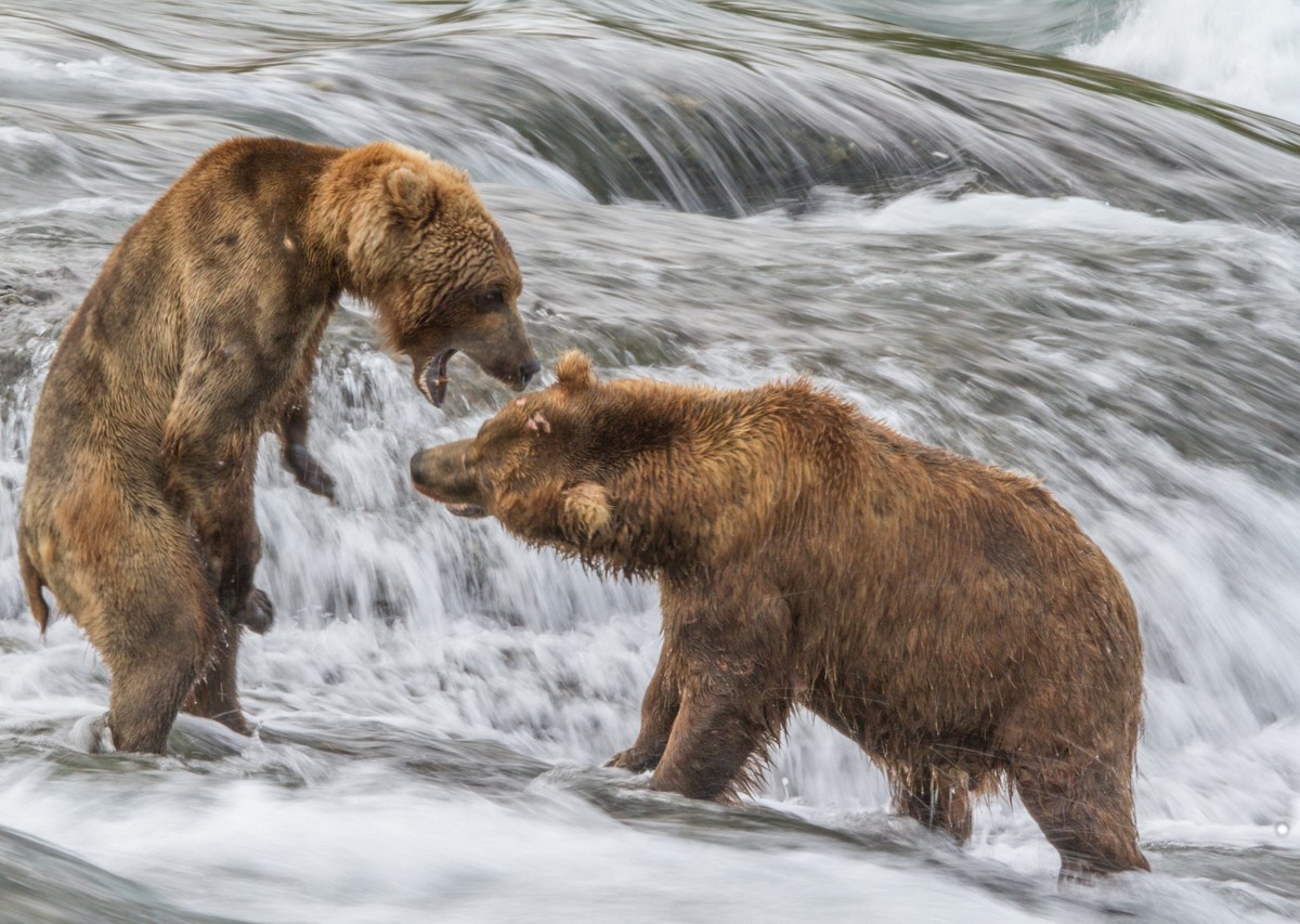 17 Powerful Portraits of Alaska's Bears