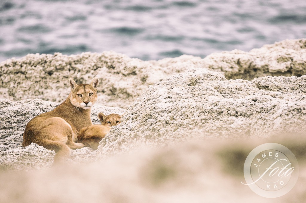 On the Trail of Pumas in Patagonia