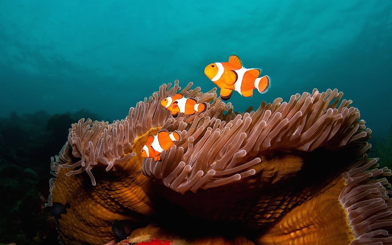 12 Incredible Images From Diving's Last Frontier, Timor Leste