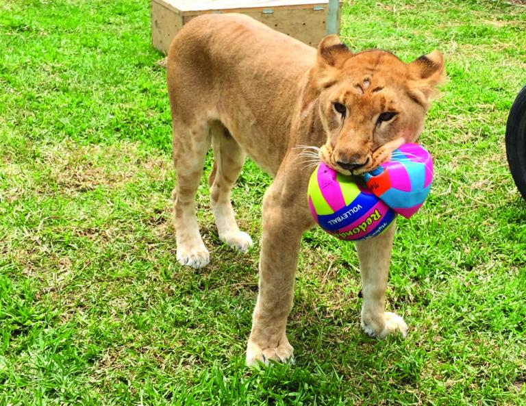 Rescued Lions Are Recovering From a Lifetime of Abuse