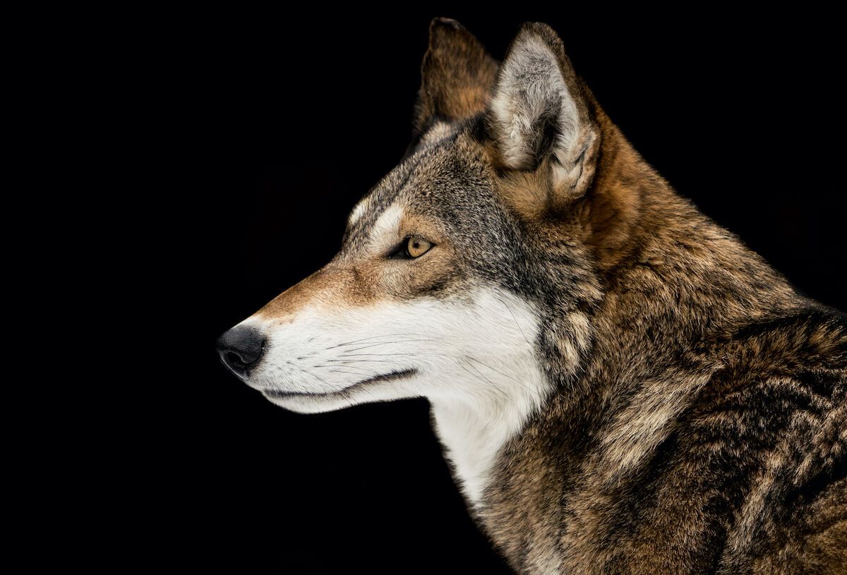 The 11 Most Threatened Species in the US and How To Help Them Thrive