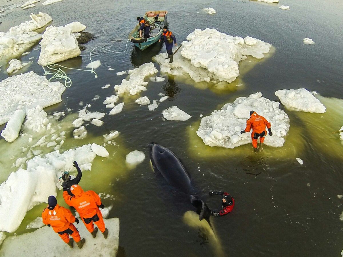 A Community Came Together to Save Orca Whales and the Result Is ...