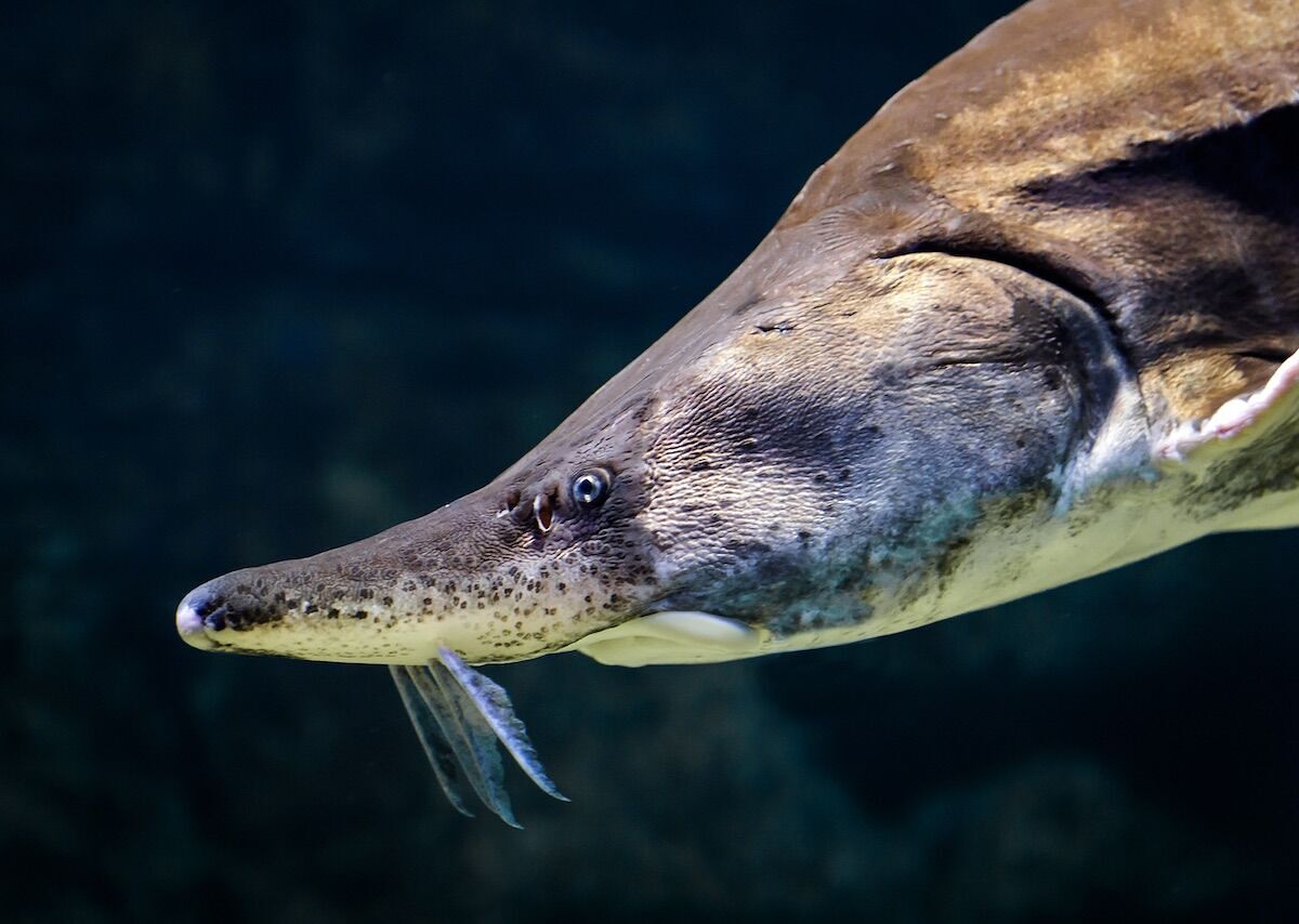 5 Beautiful Species You Can Only Find in Alabama and How to Help Them ...