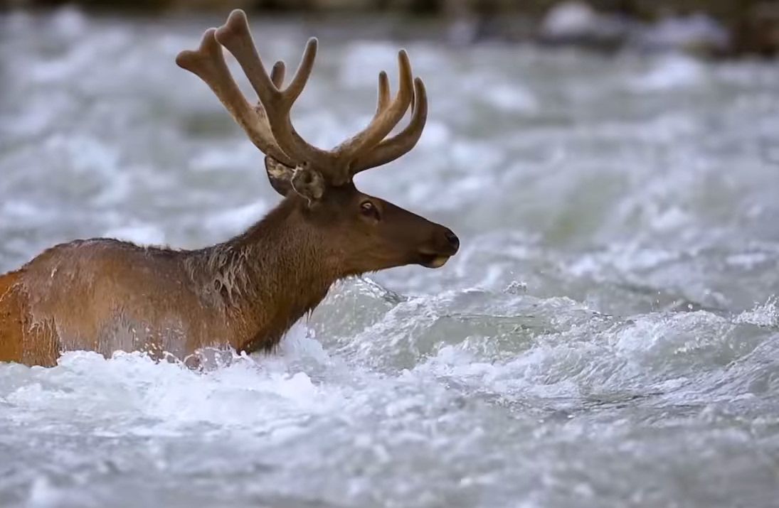 Follow the Elks Migration Through Yellowstone National Park