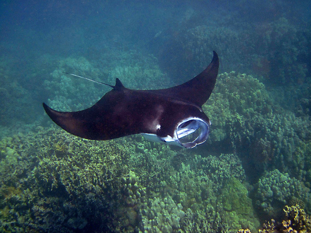 Snorkeling with manta rays is an experience I'll never forget - Matador ...