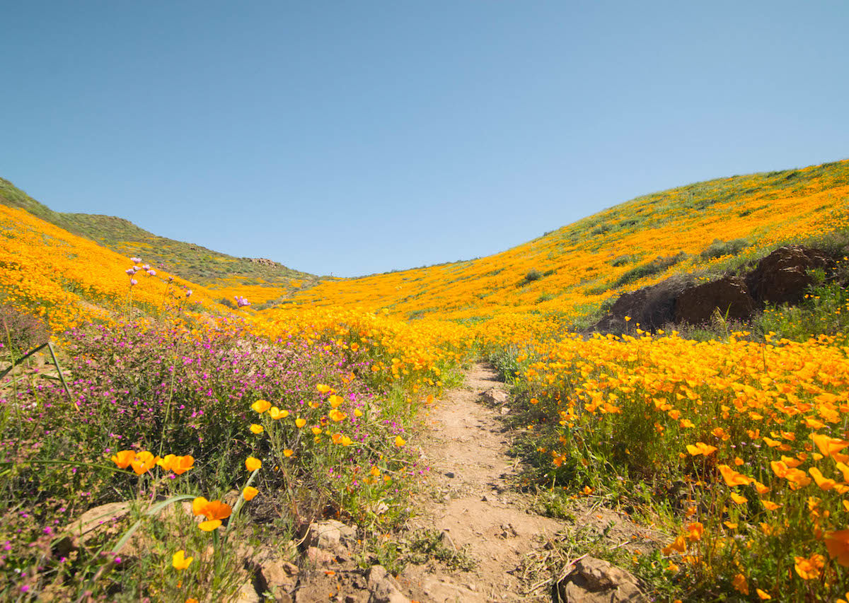 The Drought Is Officially Over, so Welcome California's Incredible ...