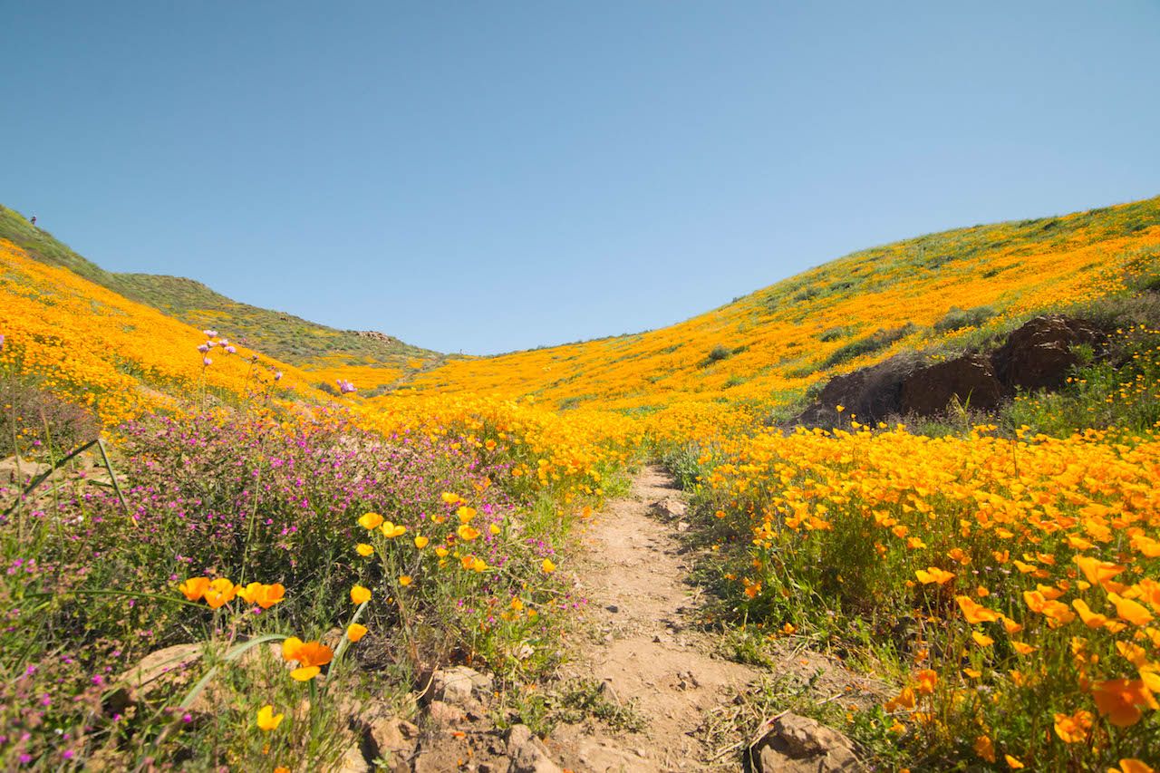 The Drought Is Officially Over, so Welcome California's Incredible ...
