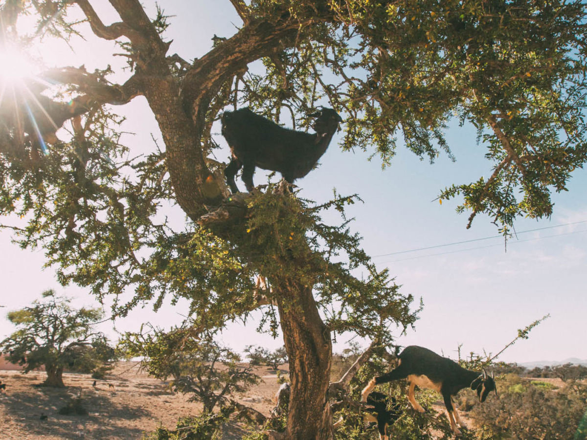 10 Interesting Facts About Morocco's Tree-Climbing Goats