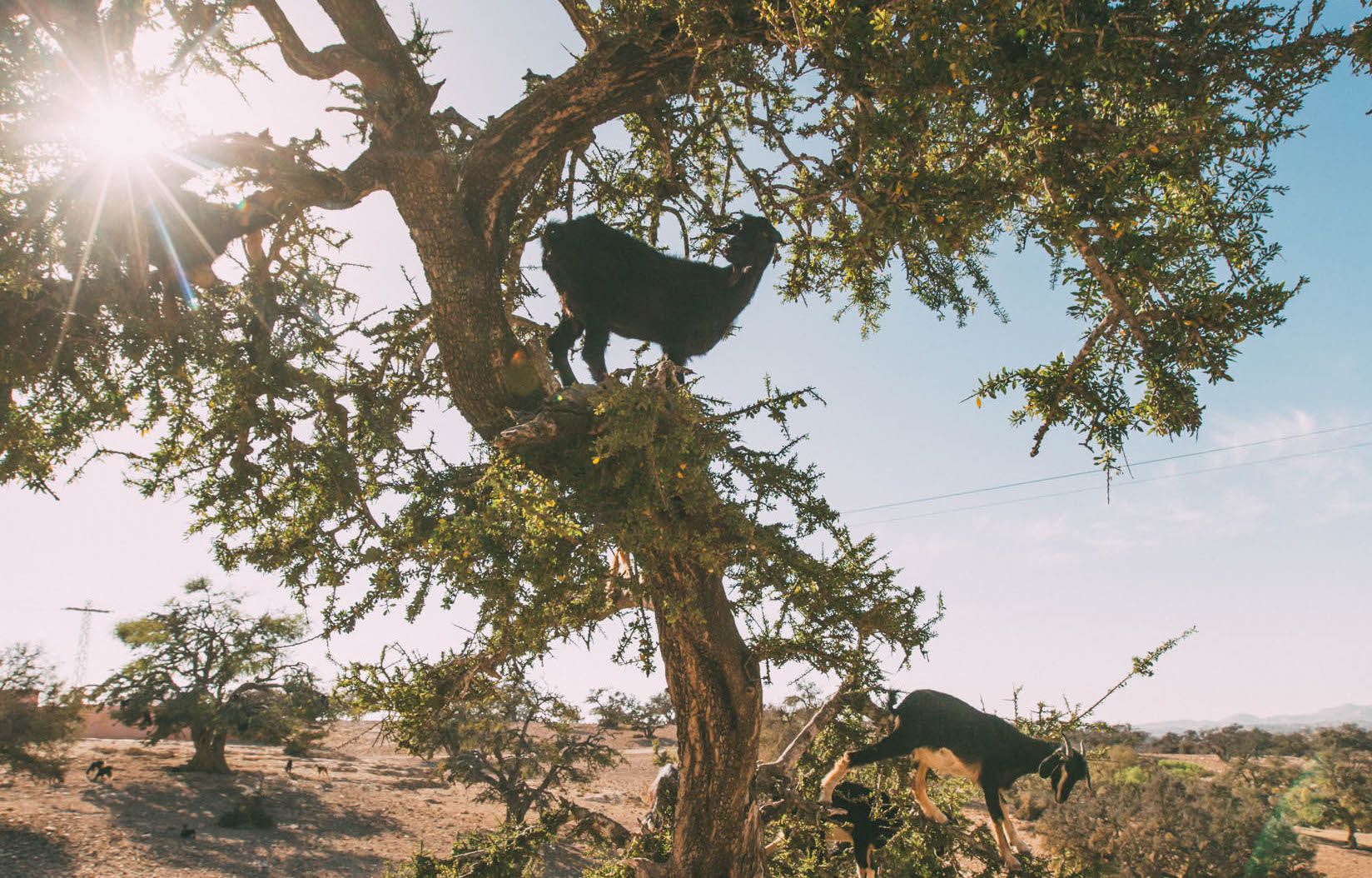 10 Interesting Facts About Morocco's Tree-Climbing Goats