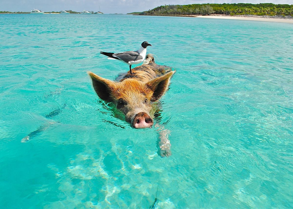 What You Should Know About the Bahamas' Swimming Pigs
