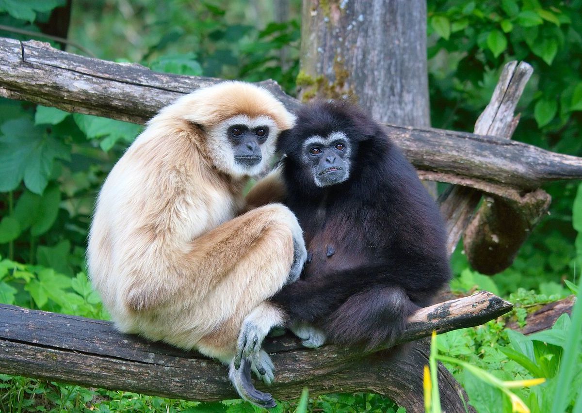 Try Not to Smile When You Watch These Gibbons' Instant Hug