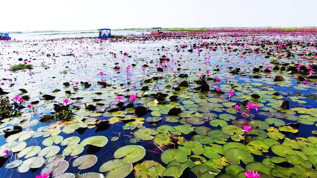 How to Visit Thailand's Red Lotus Sea