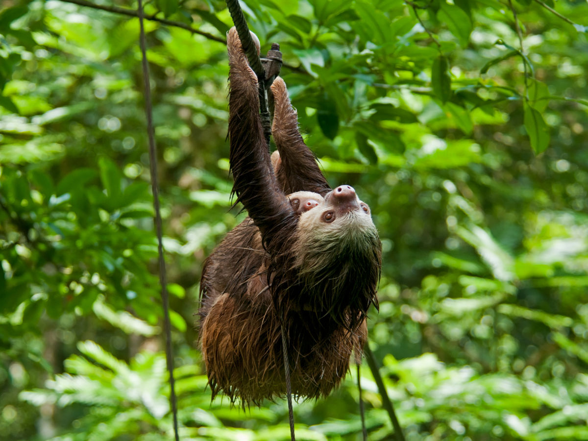 A Surprise Encounter With Costa Rica's Laziest Animal, the Sloth