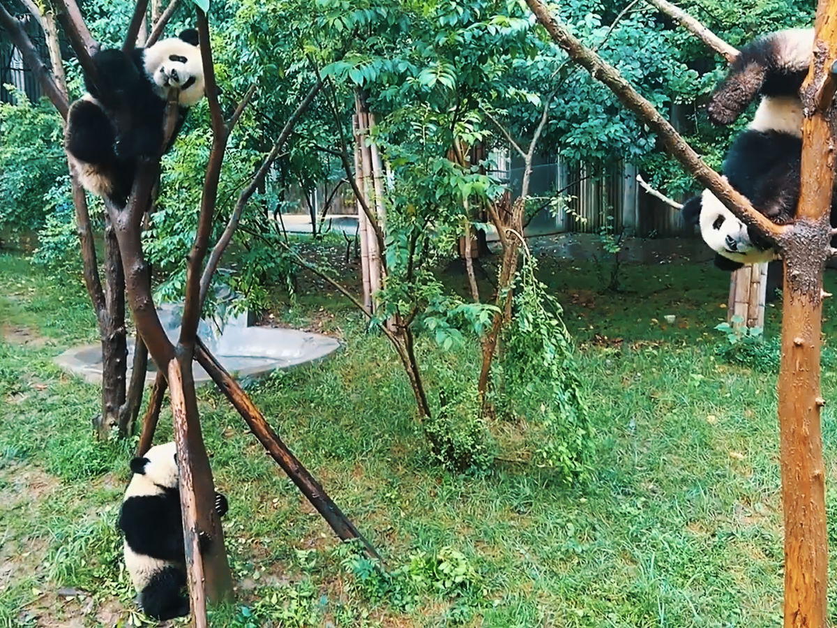 How to Visit China's Chengdu Panda Base