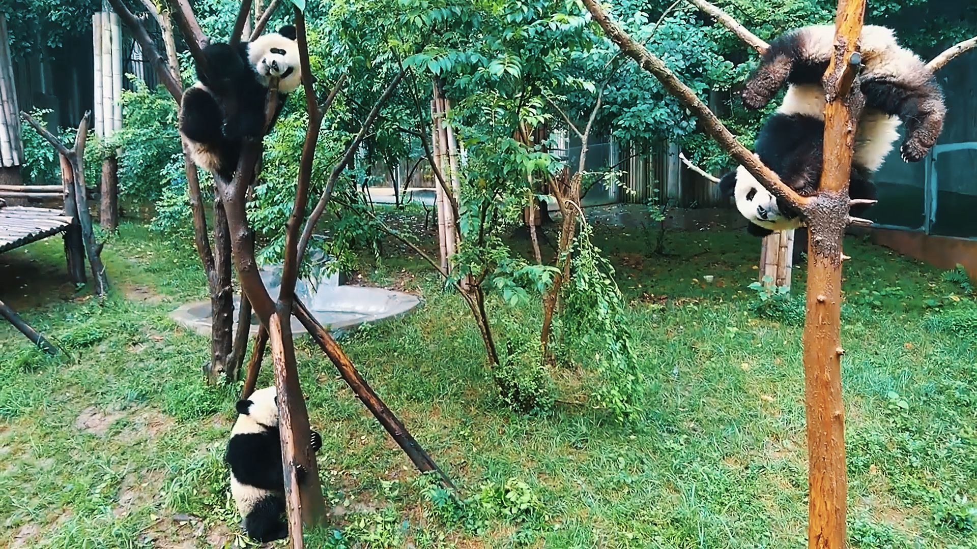How to Visit China's Chengdu Panda Base