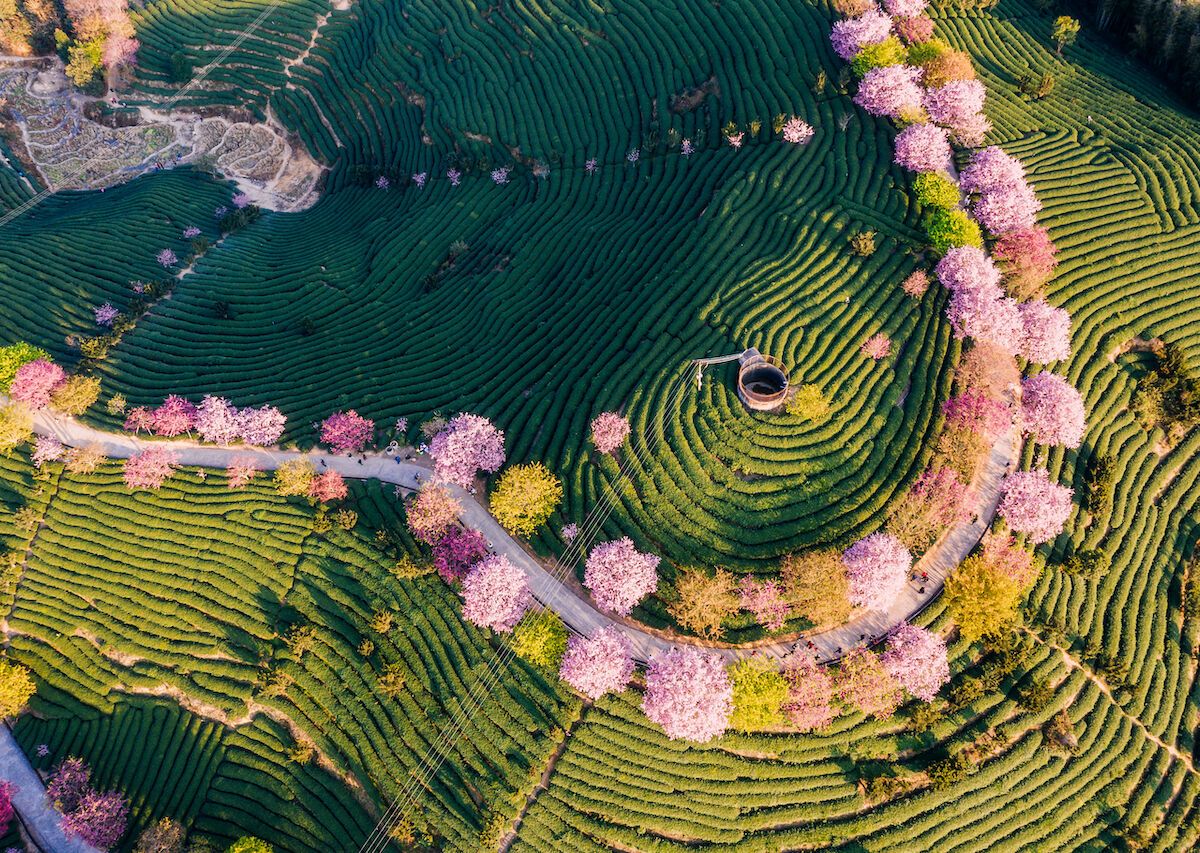 China’s Spring Blossoms Are Blanketing the Nation With Color