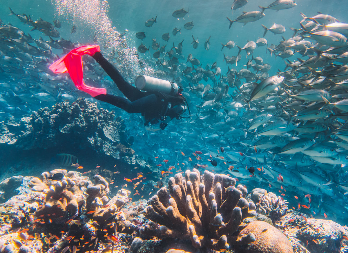 Matador Originals Presents, Rigs to Reef: Transecting Borneo