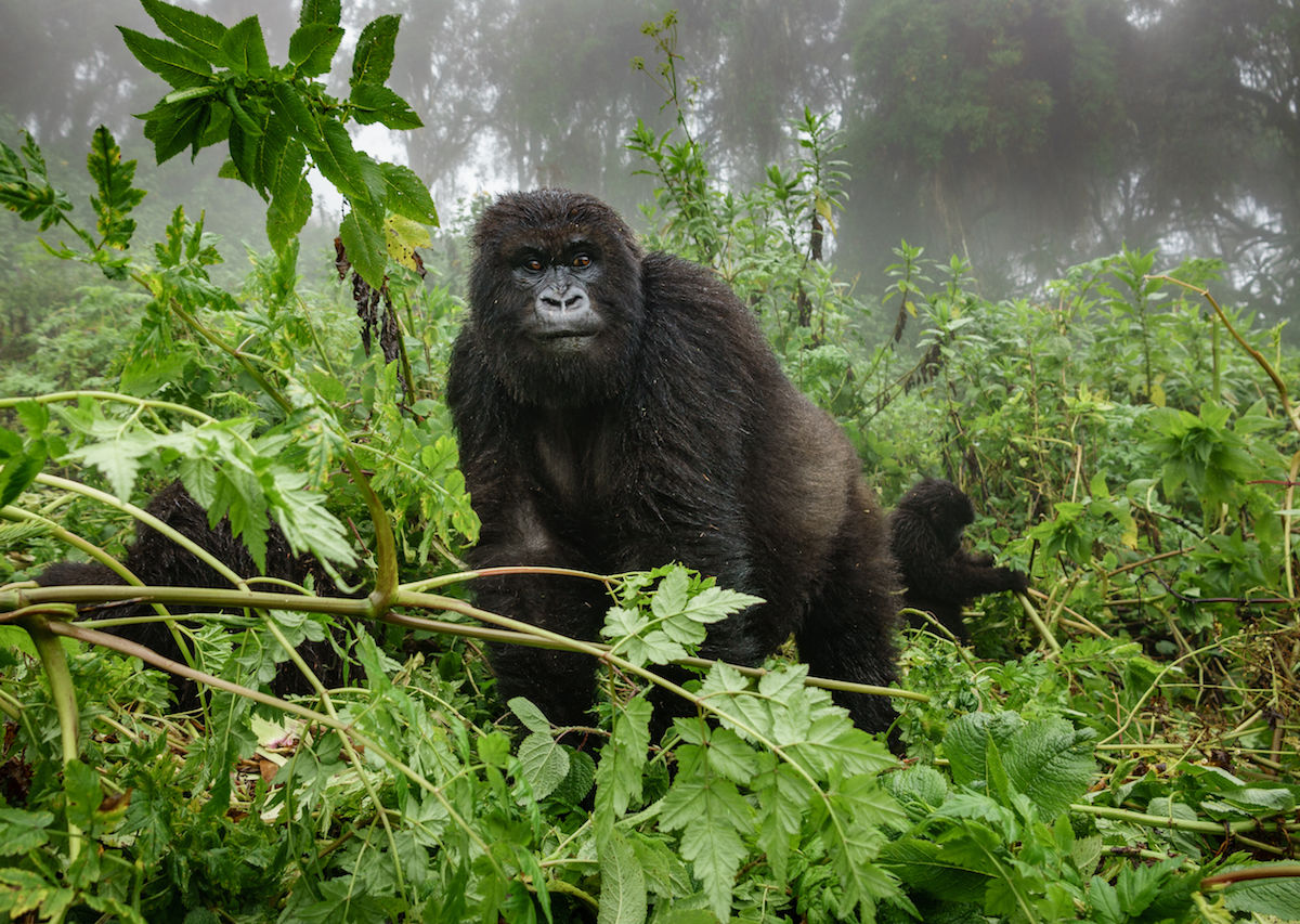 The Thrill of Looking for and Finding Gorillas in Virunga National Park