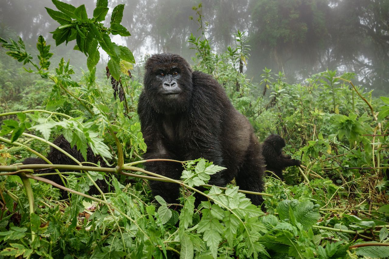 The Thrill of Looking for and Finding Gorillas in Virunga National Park