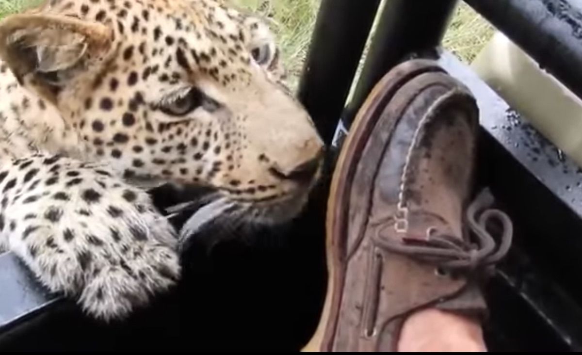 A Leopard Paws a Safari Tourist’s Foot in a Scary, Wild Encounter