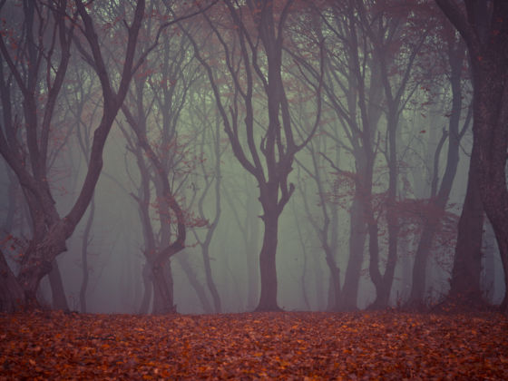 9 Creepy Forests That Are Haunted With History and Legend