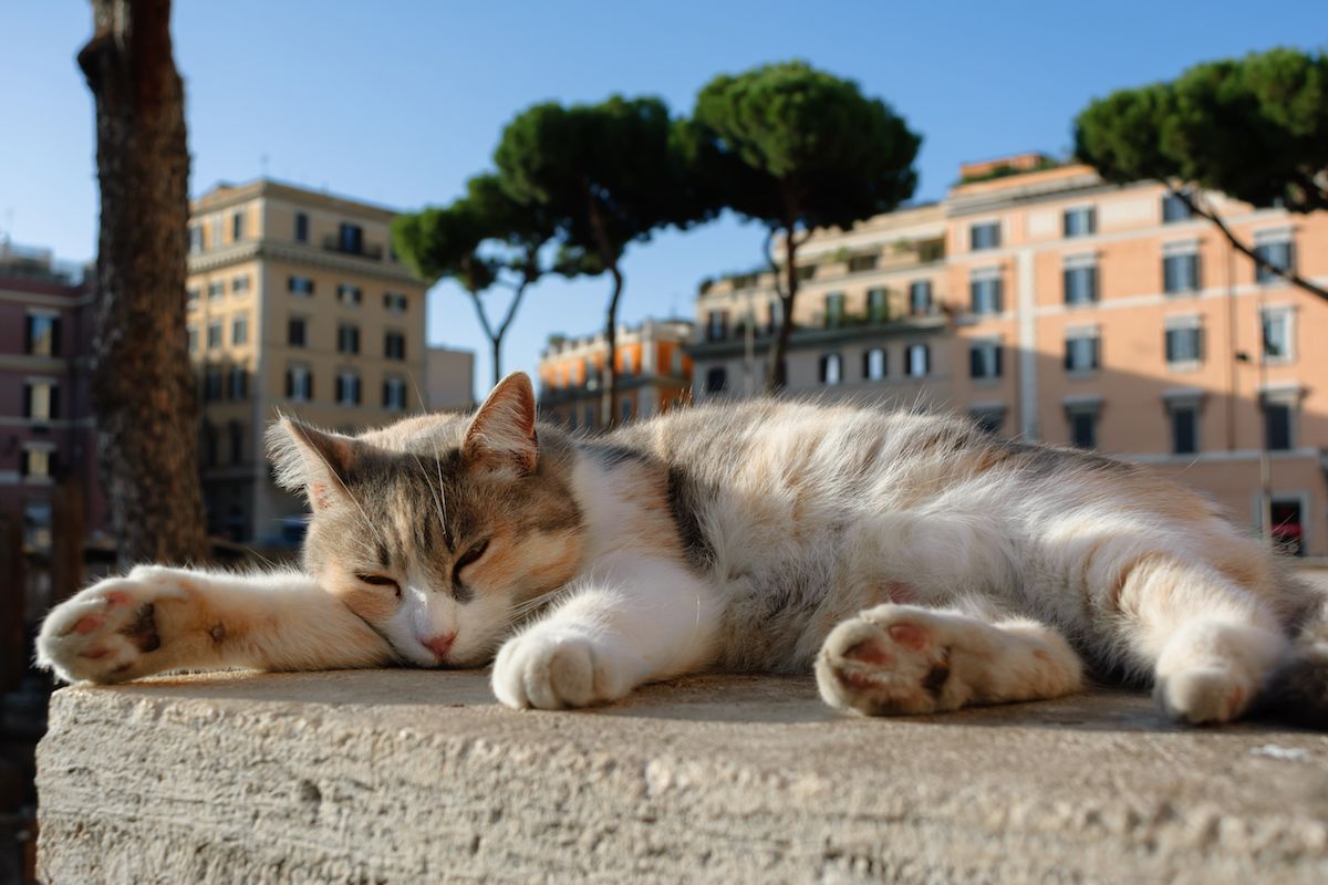 The 5 Best Cities in the World for Cat Lovers