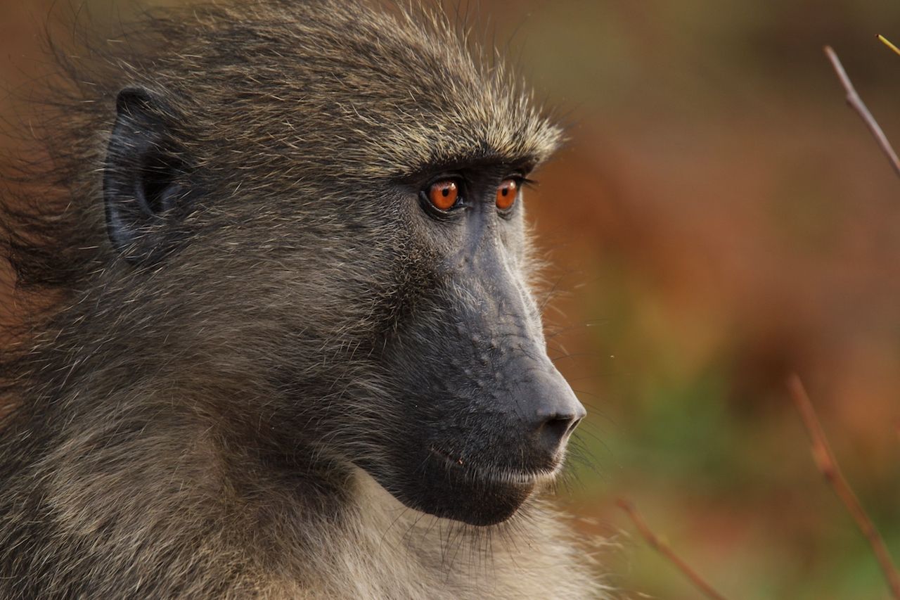 8 Lessons Travelers Can Learn From Baboons