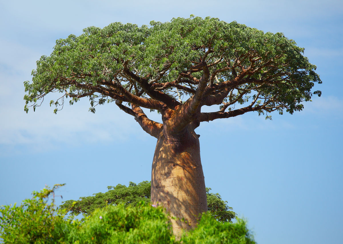 The World’s Oldest Baobab Trees Are Suddenly Dying After Thousands of Years