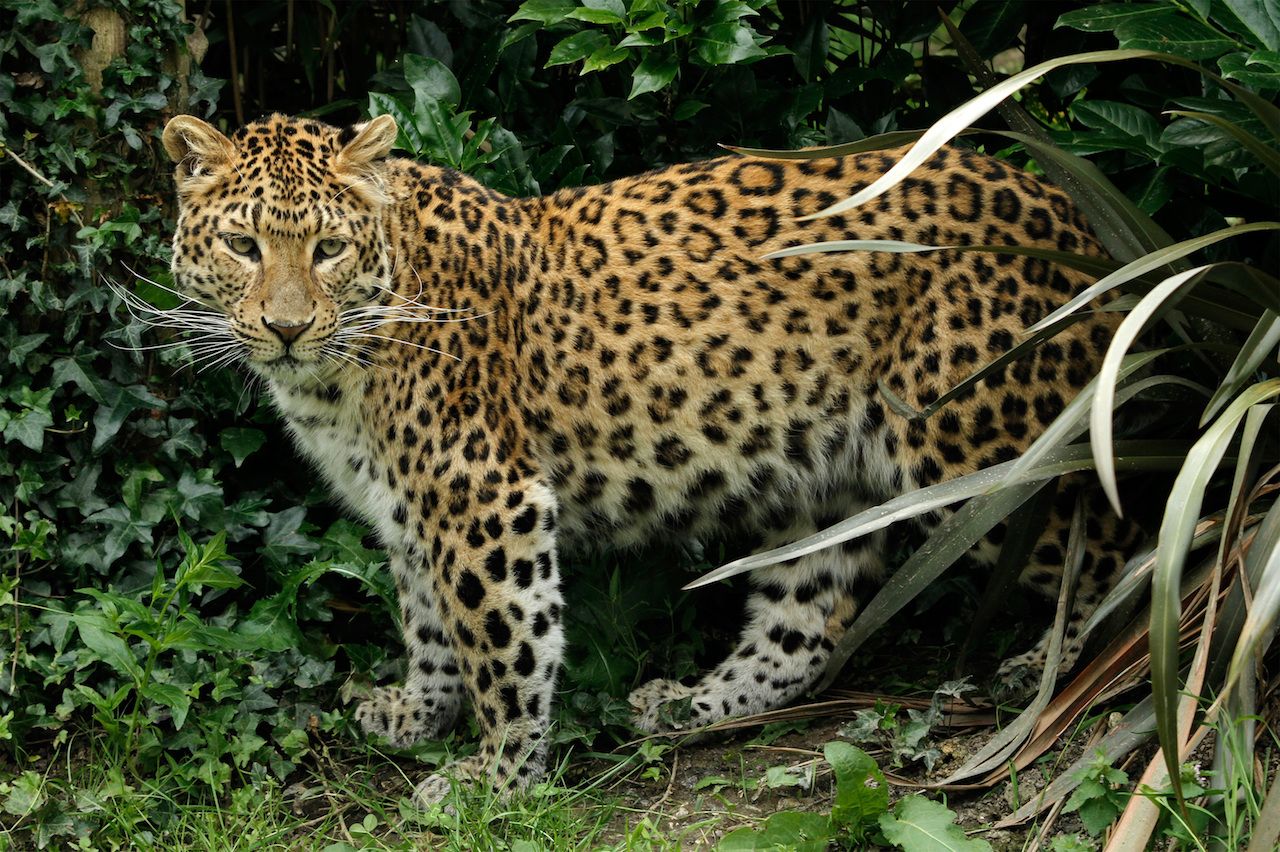 China's Reforestation Efforts Pave the Way for Environmental Protection