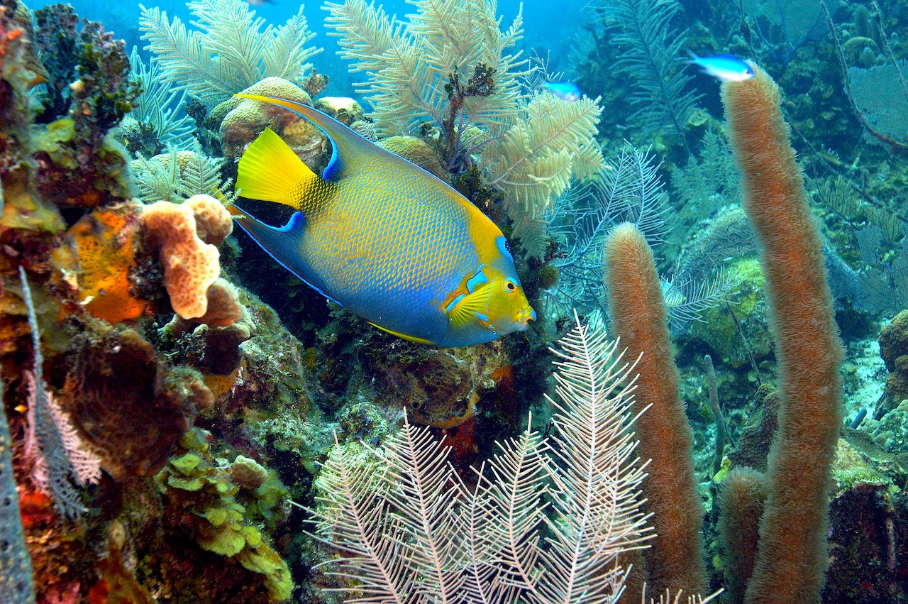 Belize Barrier Reef No Longer Endangered