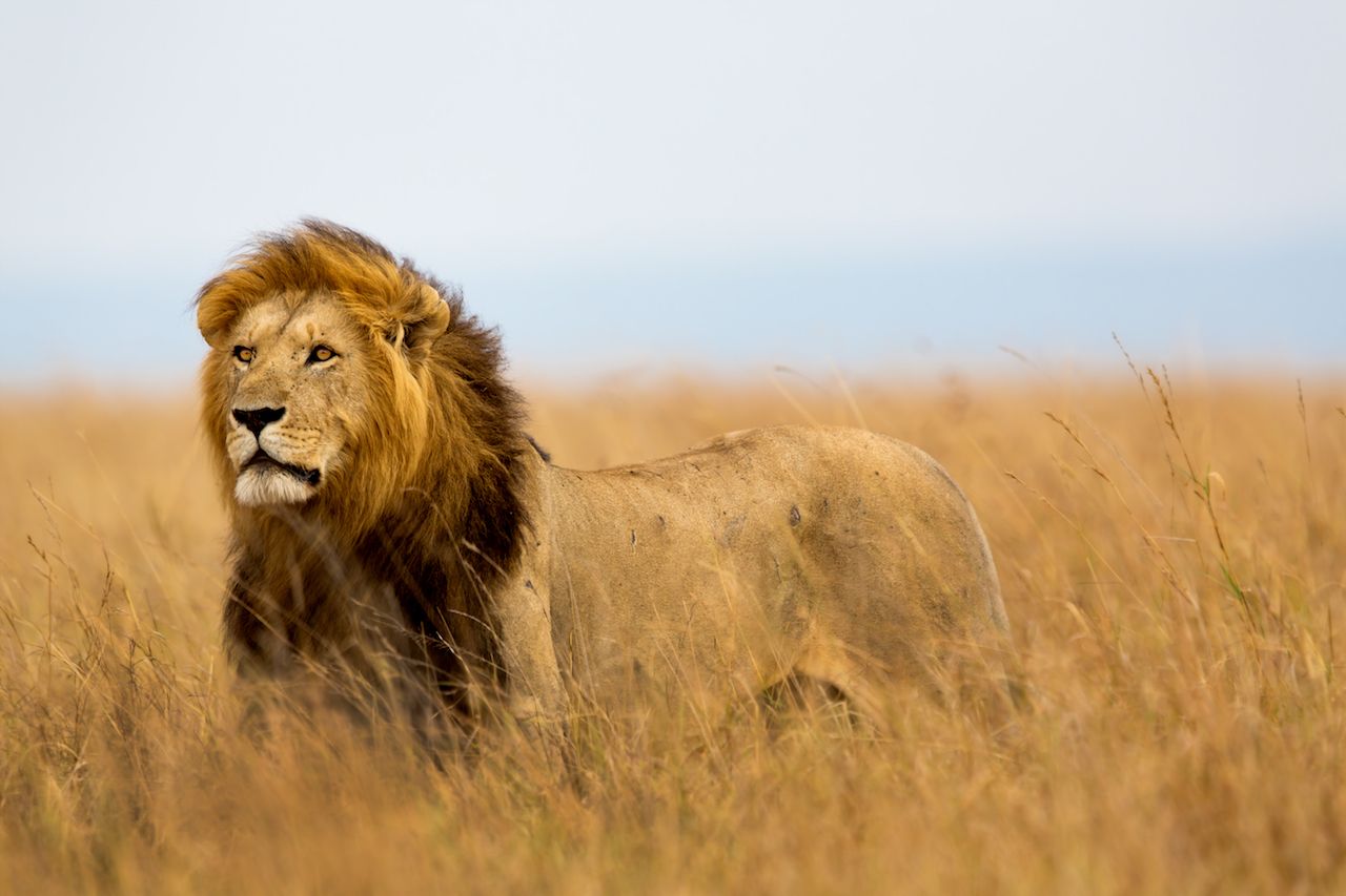 The Lion Trophy Import Ban Was Lifted by the US Government