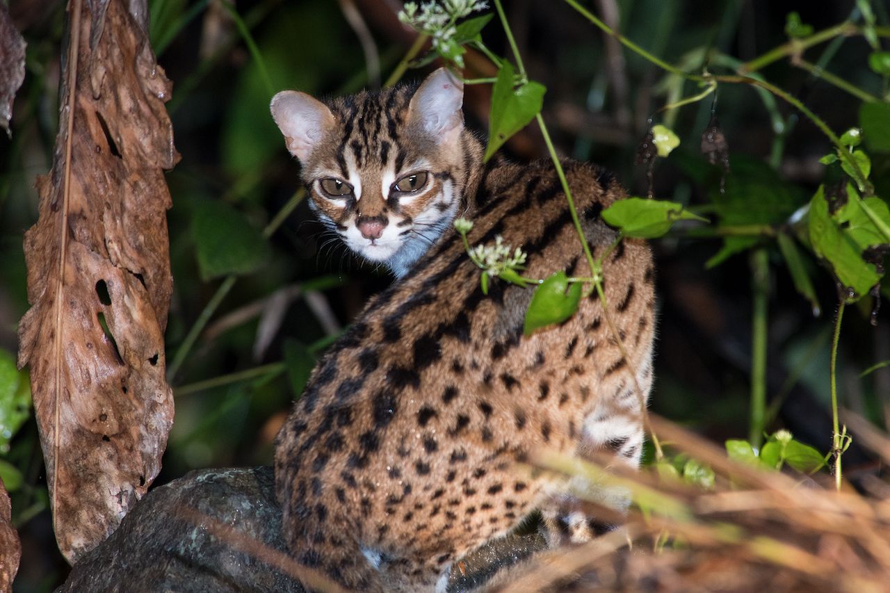 Borneo Is Home of Some of the World's Most Elusive Cats. Here They Are.