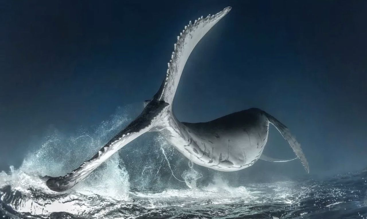 Scuba Diving Magazine’s Underwater Photo Contest Winners