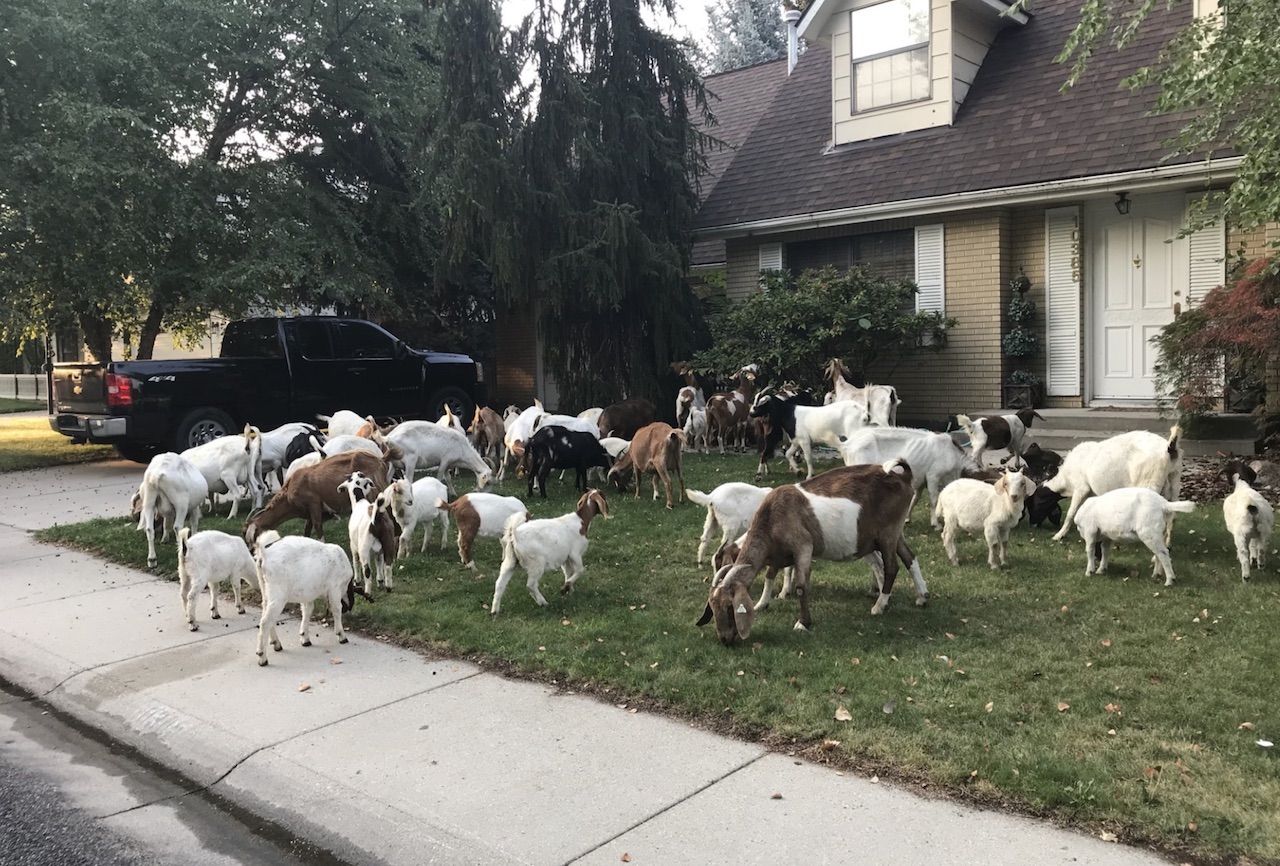 Goats in Boise Descended on a Quiet Neighborhood This Morning
