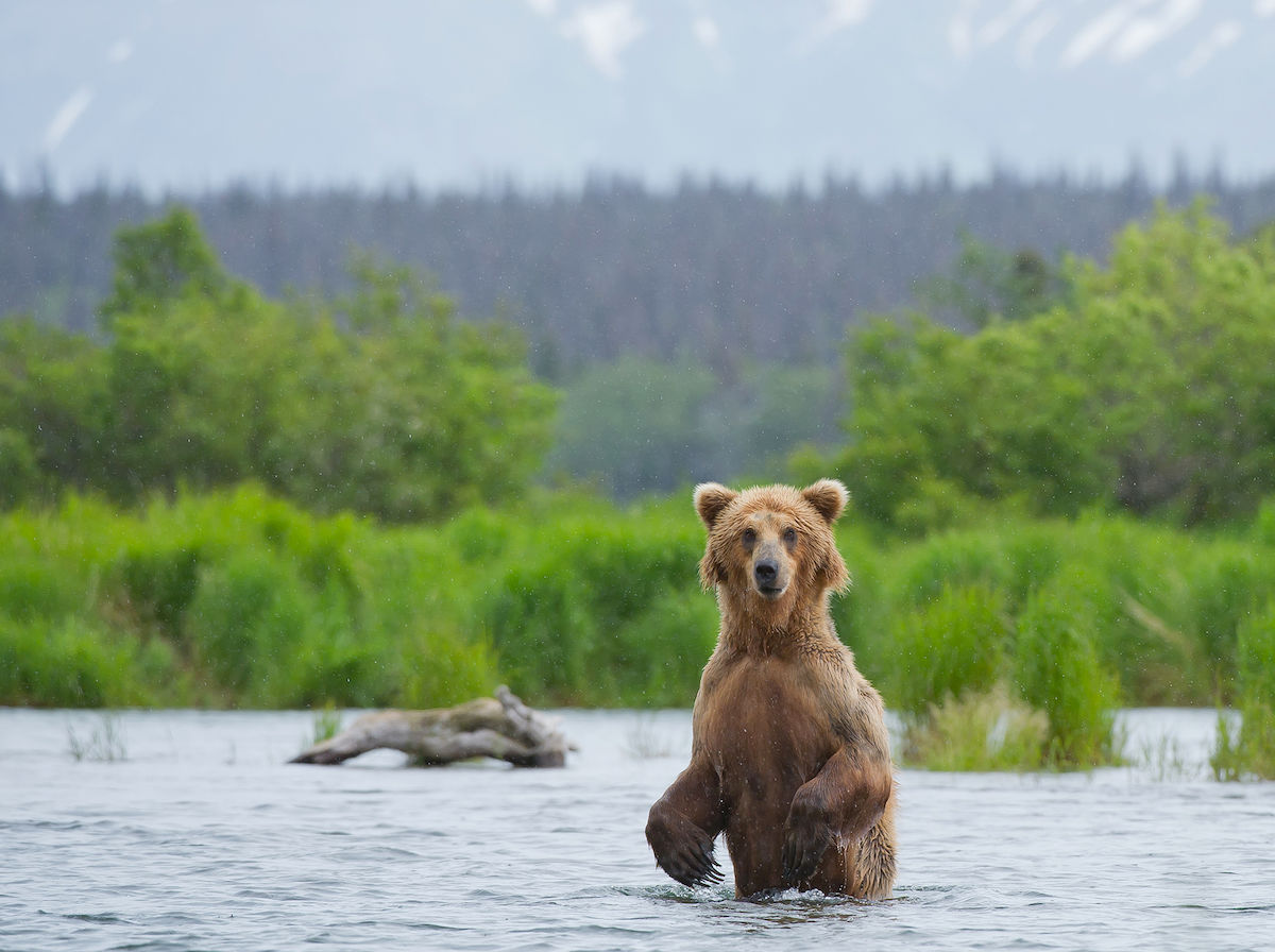 The Best Country for Wildlife Travel
